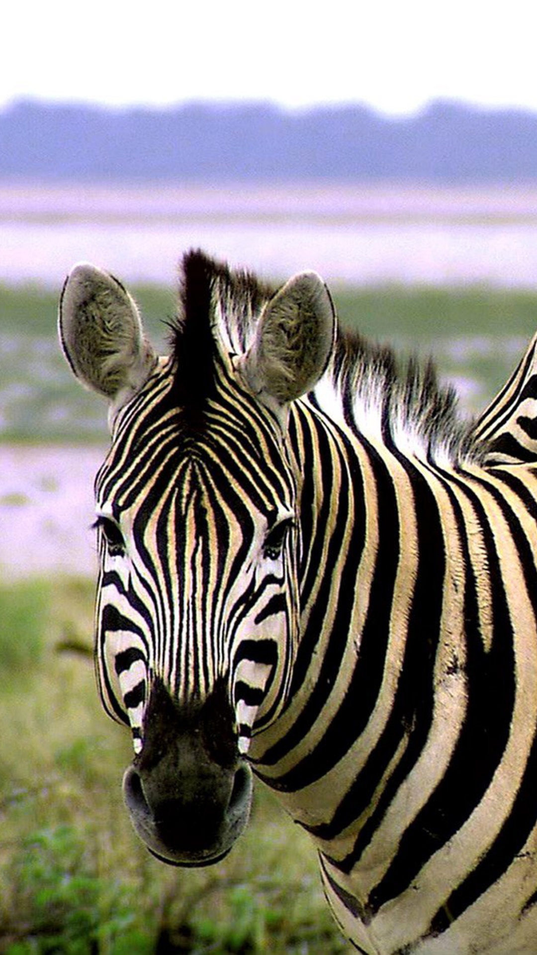 Обои тигр, зебра, Леопард, Лев, живая природа на телефон Android ...