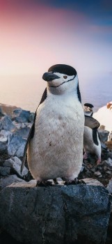 Обои пингвин, ios, птица, пингвин адли, клюв на телефон Android, 1080x1920 картинки и фото бесплатно
