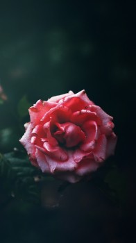 Обои сад роз, семья Роуз, столистная роза, лепесток, растение ...